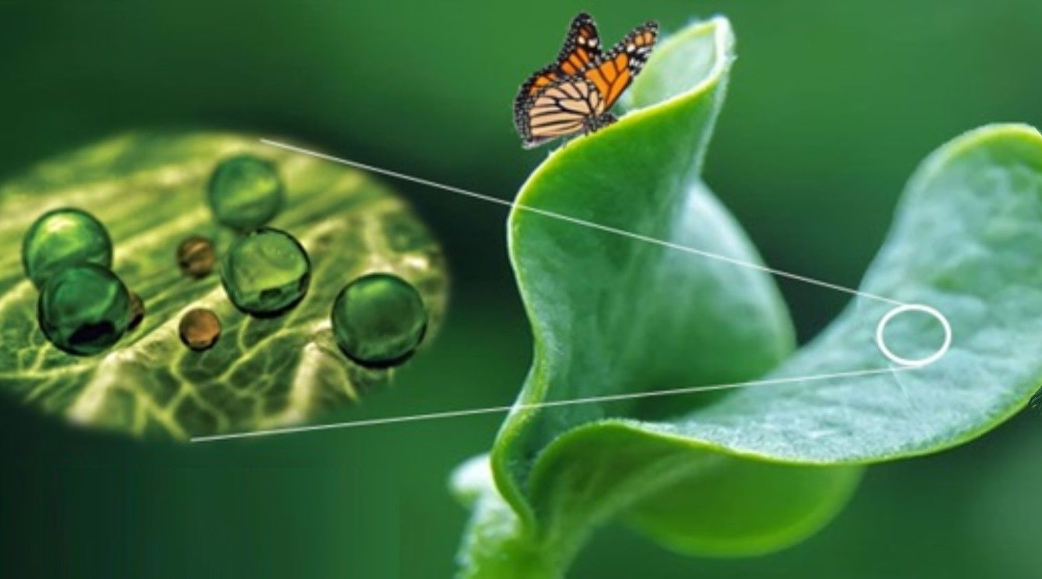 Researchers Find Big Unknowns in Nanofertilizers