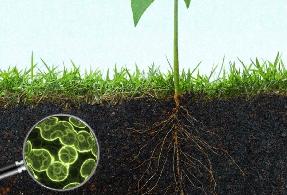 The Story of How Biofertilizers for Corn Went Commercial part 1