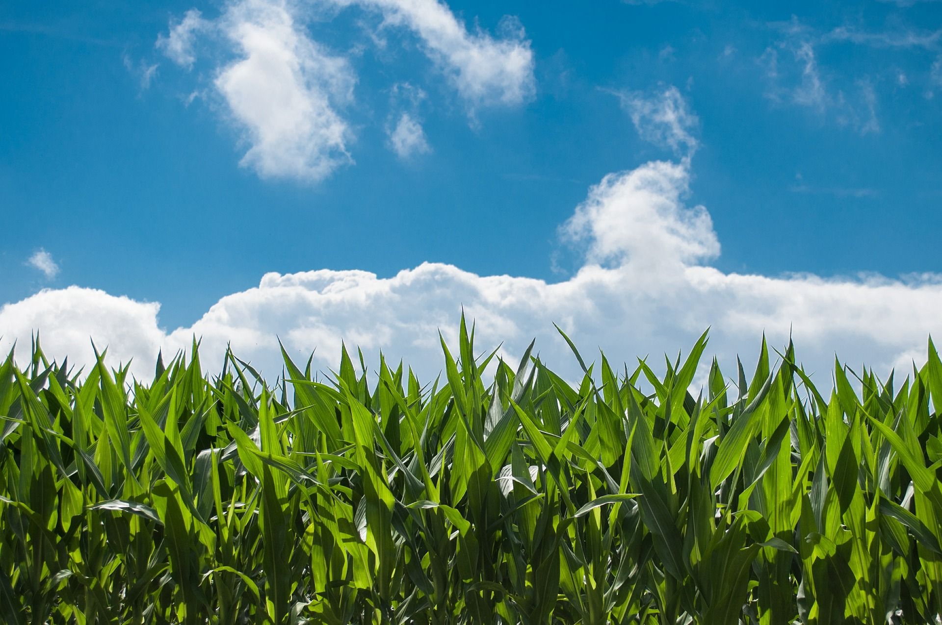 The Story of How Biofertilizers for Corn Went Commercial part 2